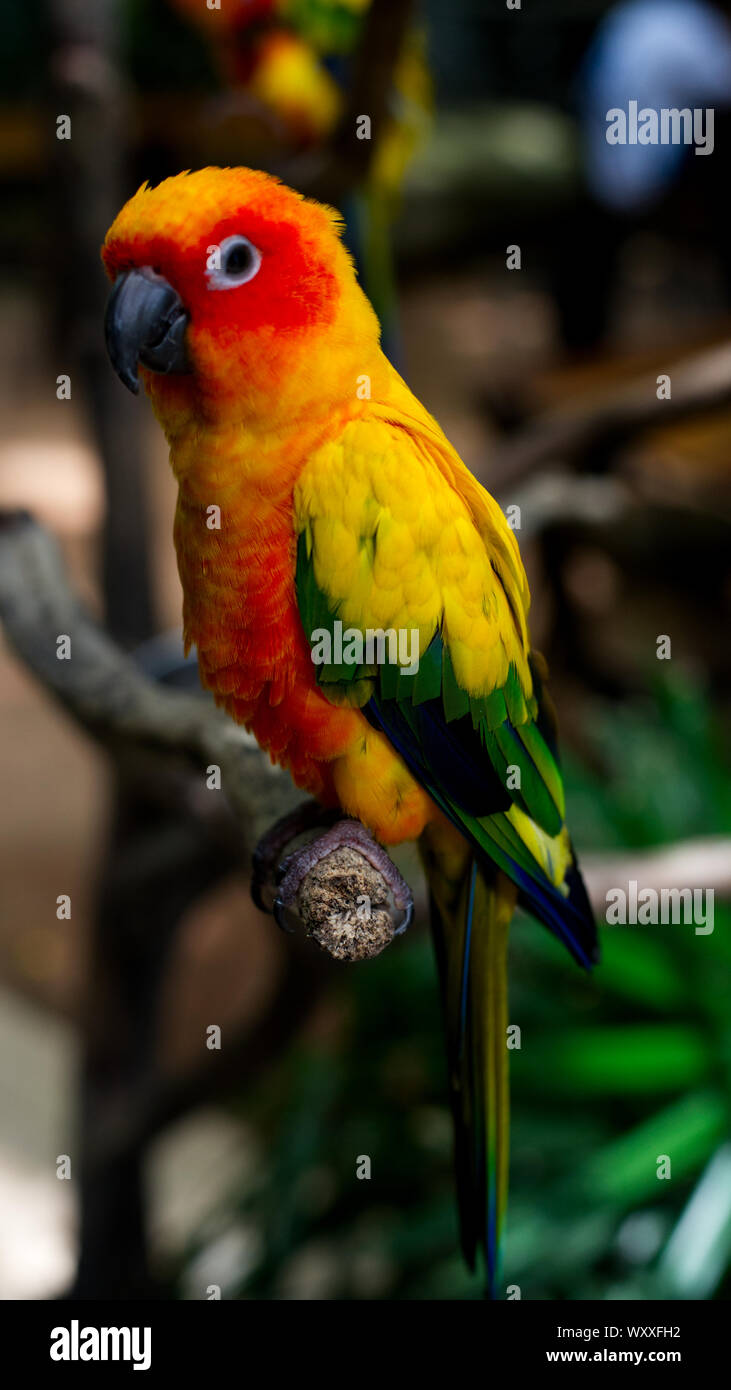 Tropic tropical wild wildlife hi-res stock photography and images - Alamy