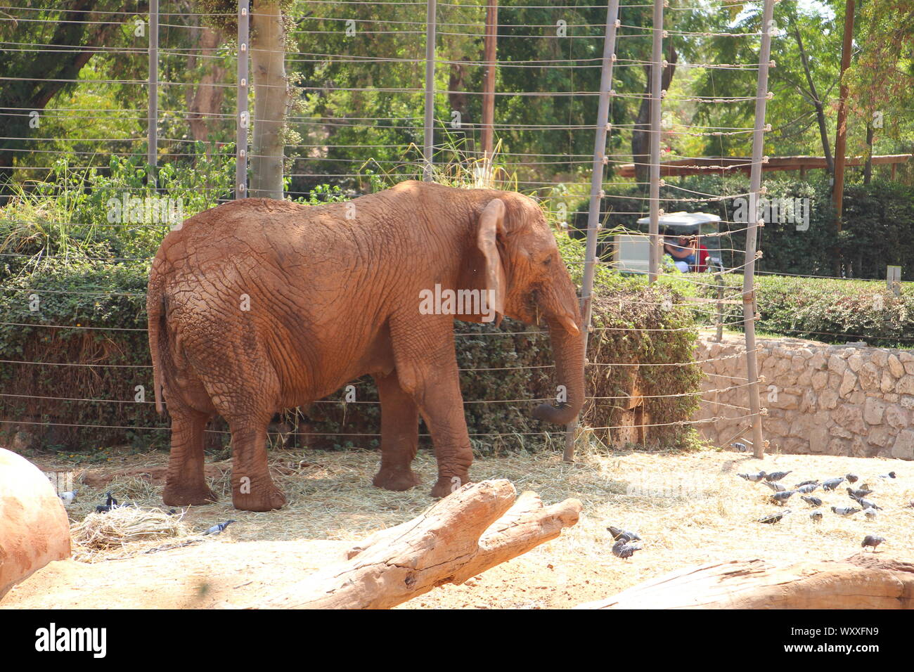 Safari in israel Stock Photo - Alamy