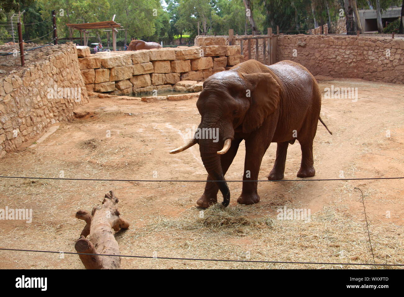 Safari in israel Stock Photo - Alamy
