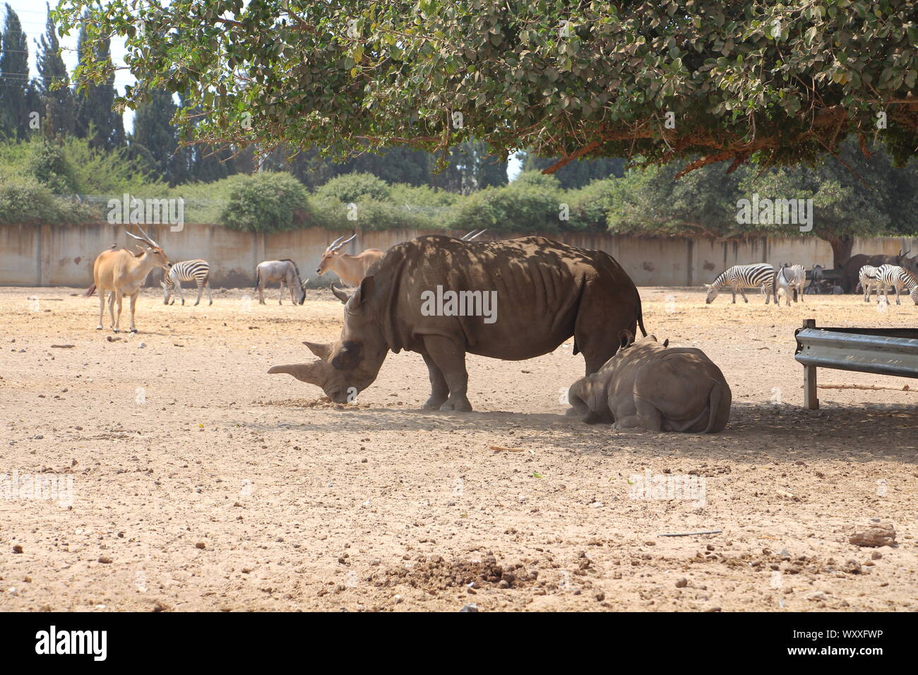 Safari in israel Stock Photo - Alamy
