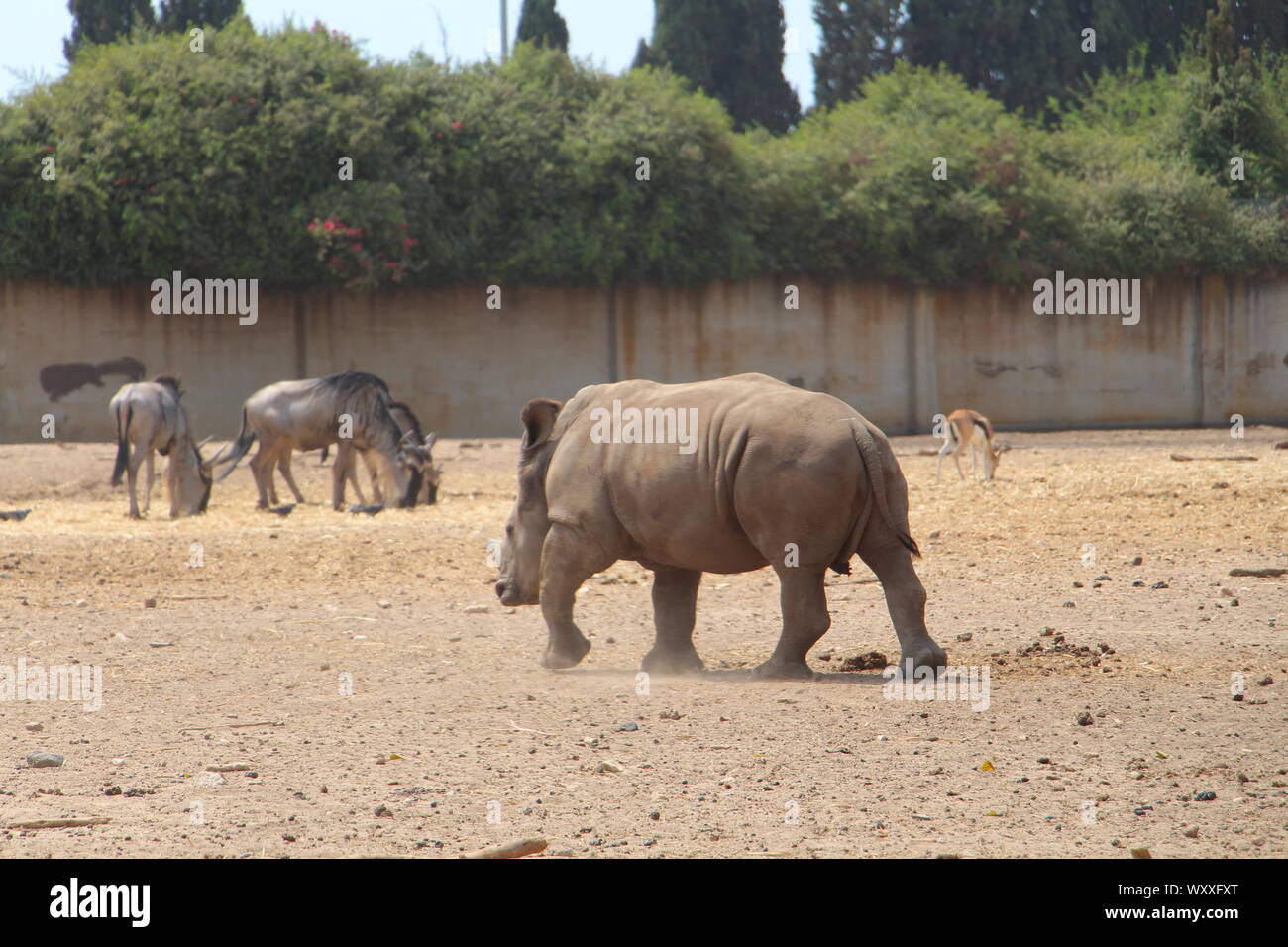 Safari in israel Stock Photo - Alamy