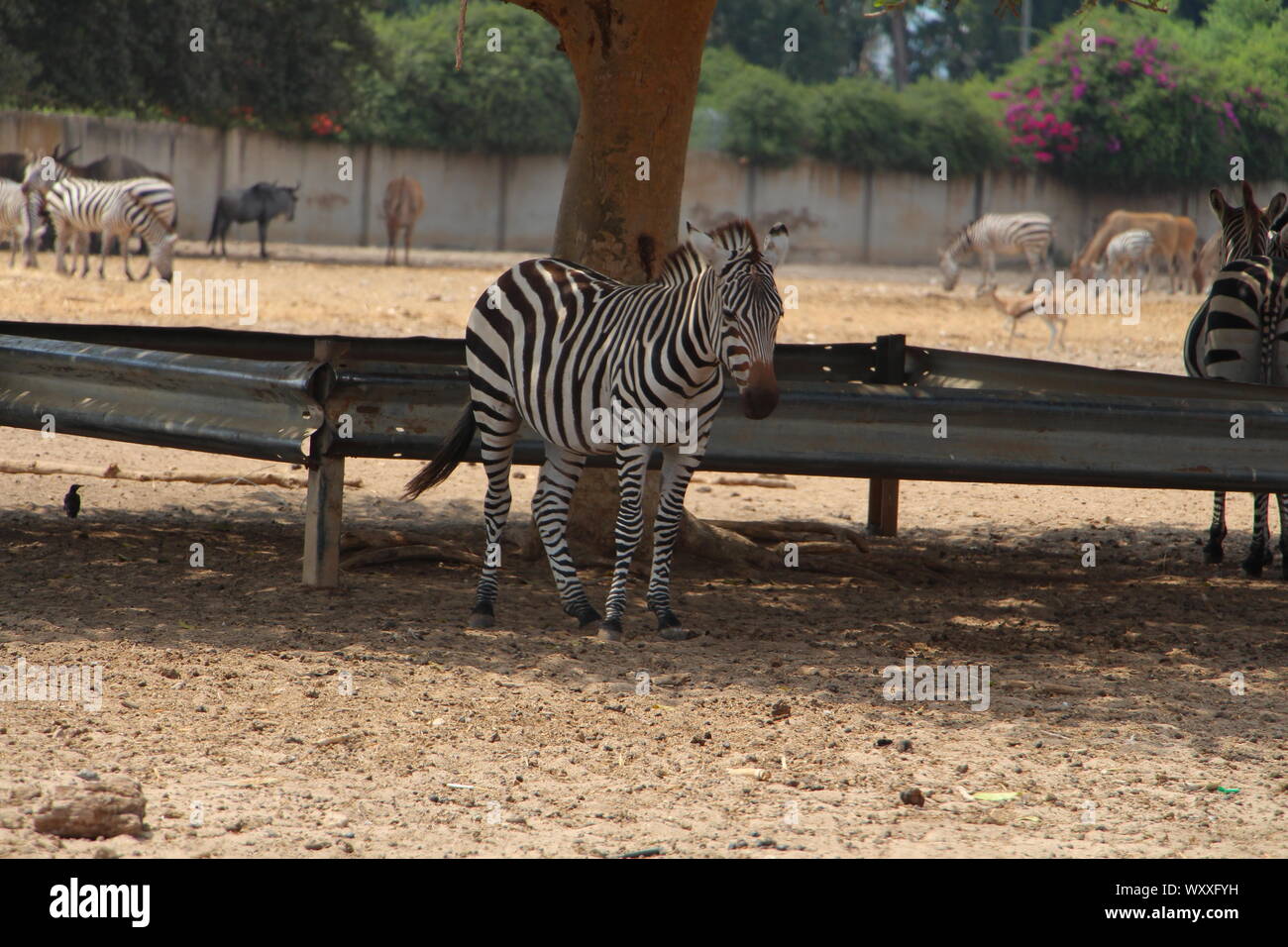 Safari in israel Stock Photo - Alamy