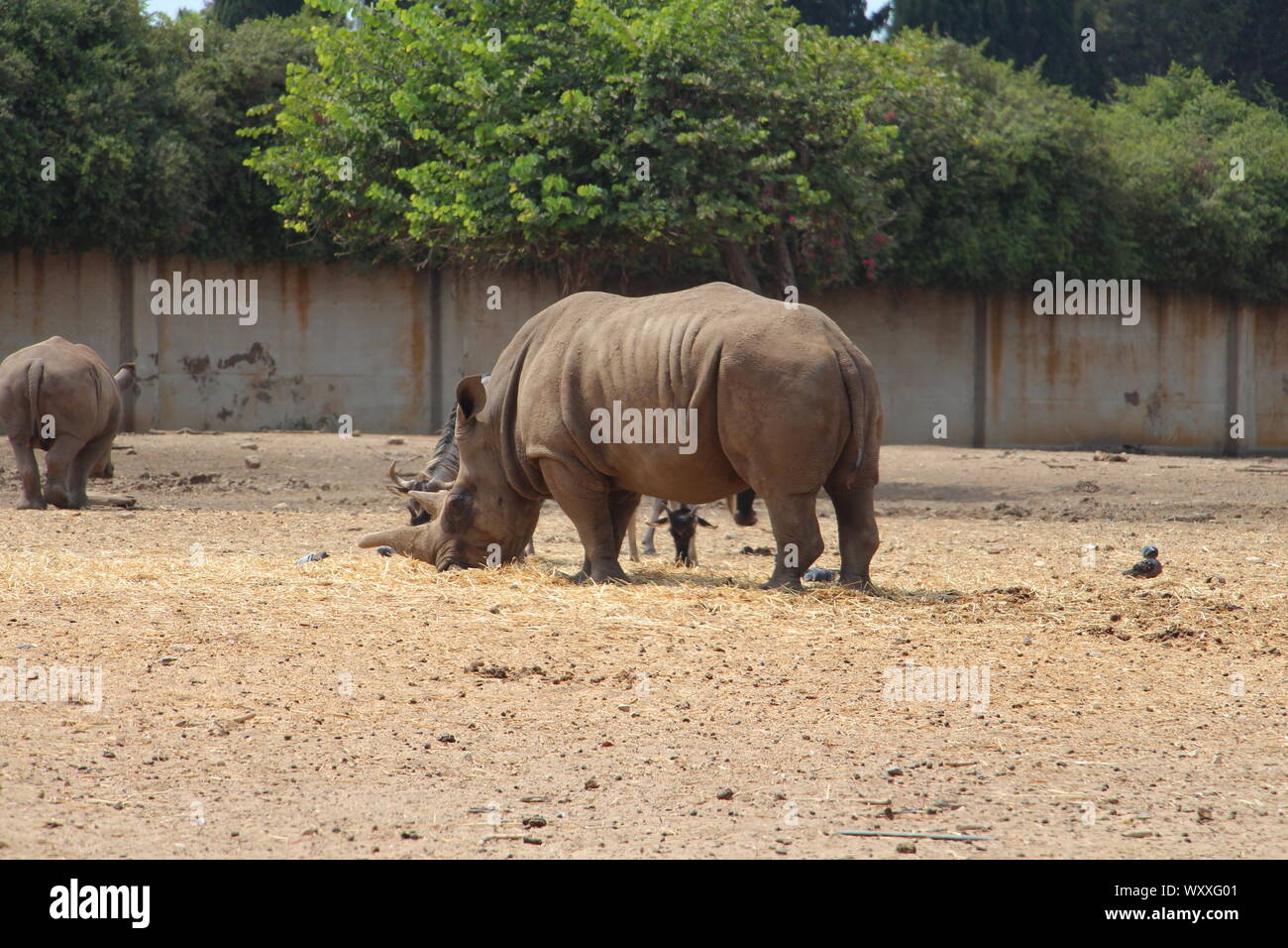 Safari in israel Stock Photo - Alamy