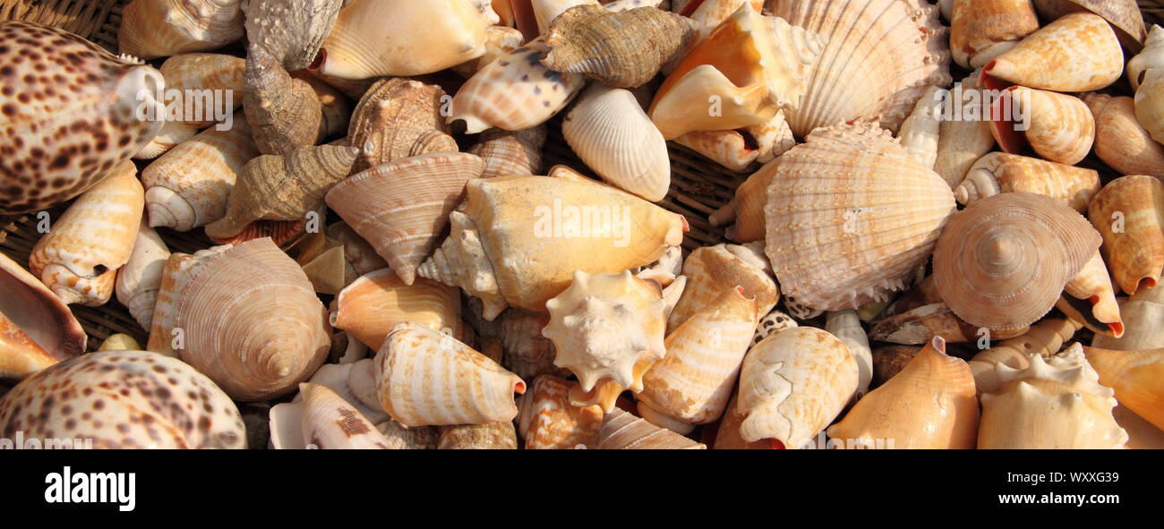 different shells from the Caribbean Stock Photo - Alamy