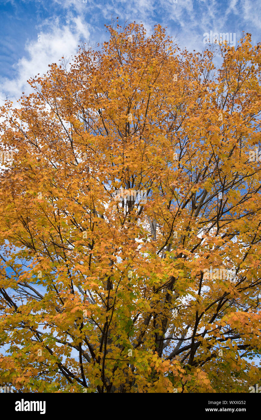 Leaves and branches and Fall colours of Maple tree - Acer saccharum ...