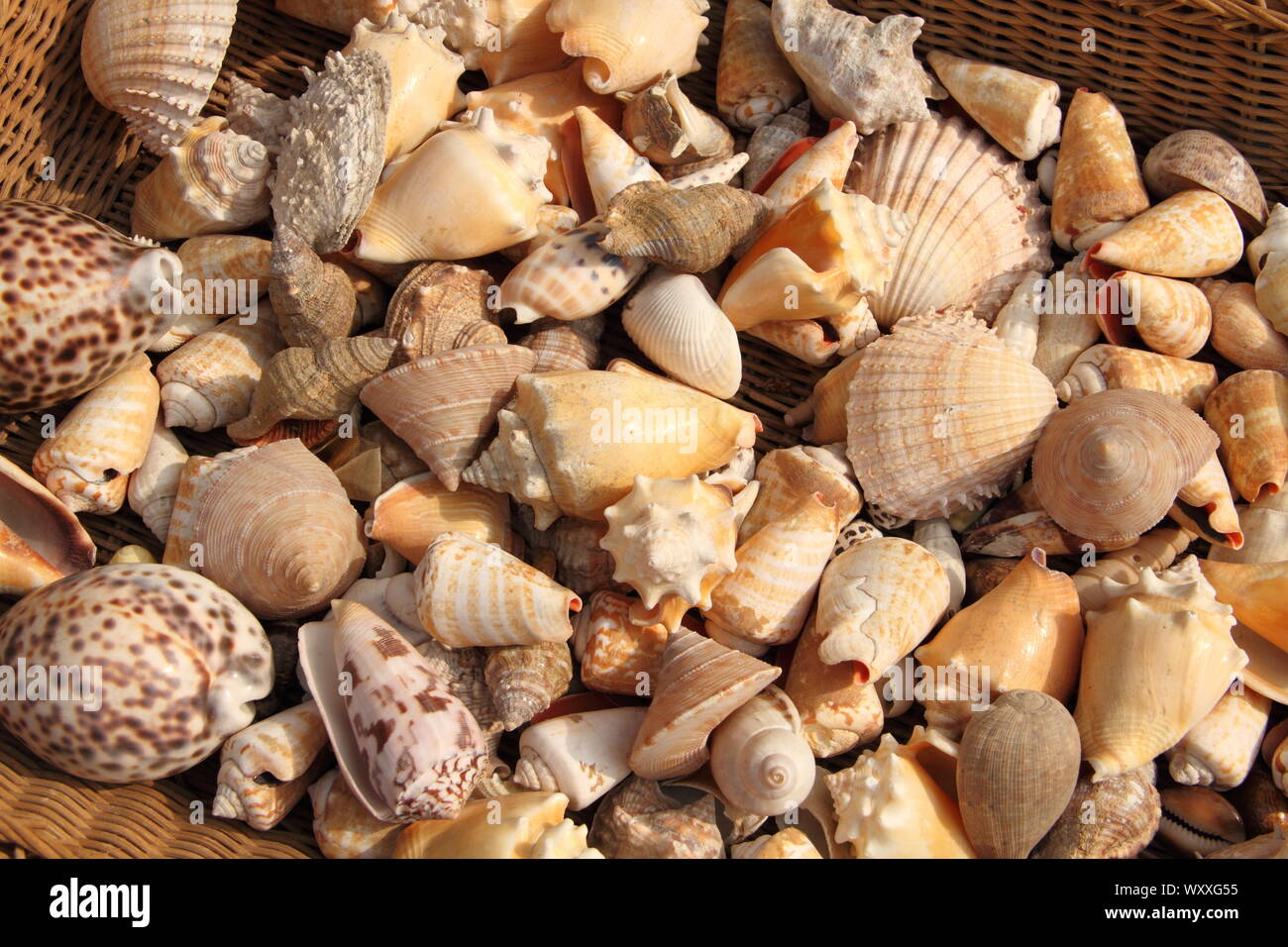 different shells from the Caribbean Stock Photo - Alamy