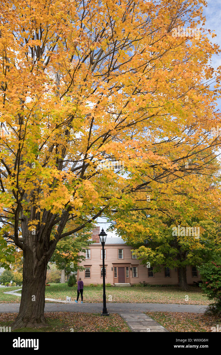 Fall colours of Maple tree - Acer saccharum and woman walking dog by ...