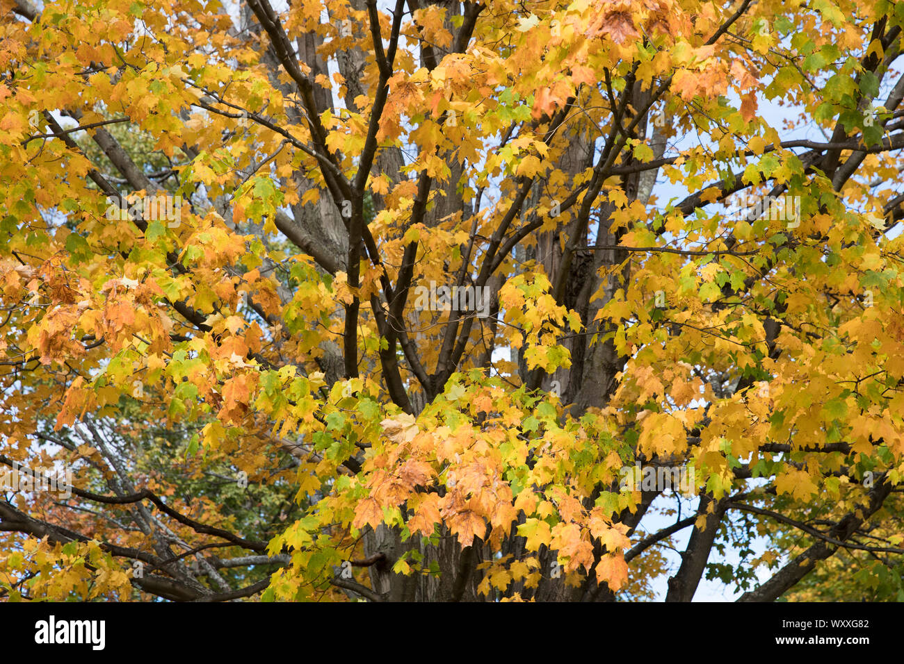 Leaves and branches and Fall colours of Maple tree - Acer saccharum ...