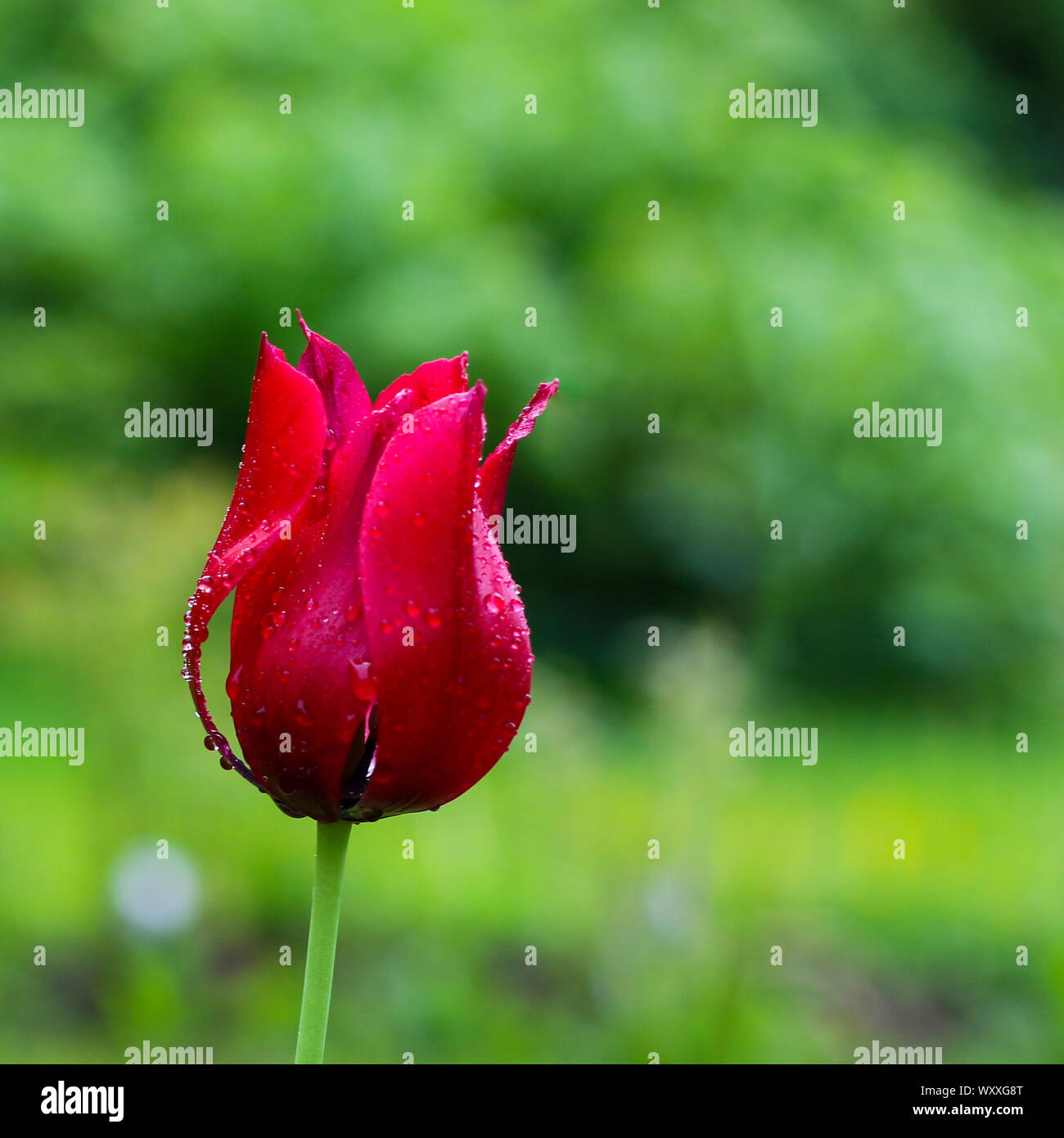 Moist rule hi-res stock photography and images - Alamy