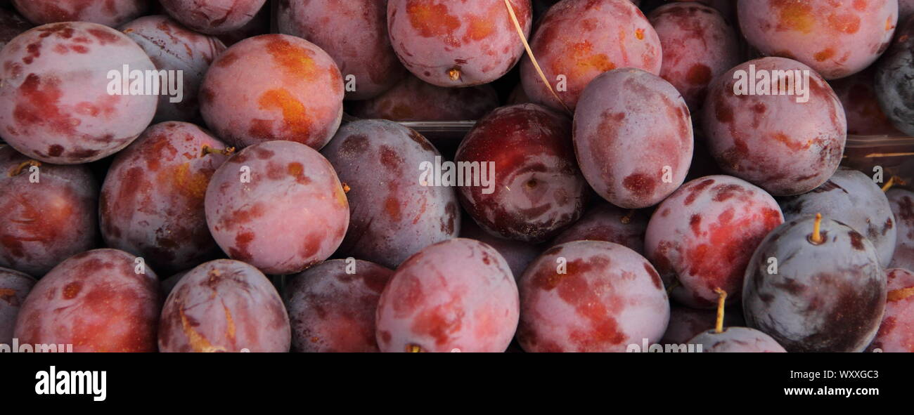 Plum tree on violet plums hi-res stock photography and images - Alamy