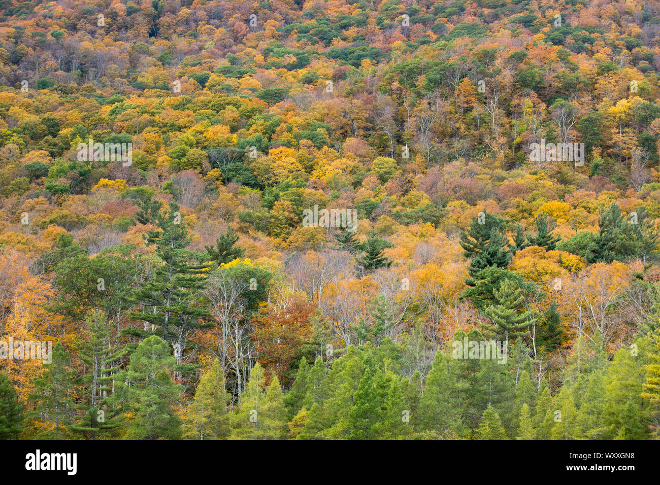 The Fall colours of Aspen and Maple trees at picturesque and ...