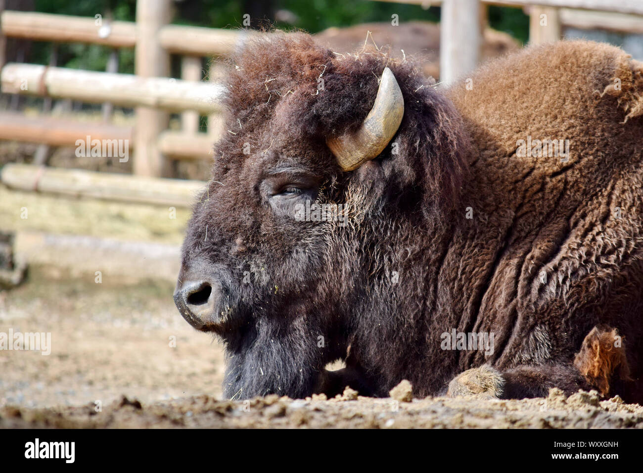 Bison Lying and Resting on Ground Stock Photo - Alamy