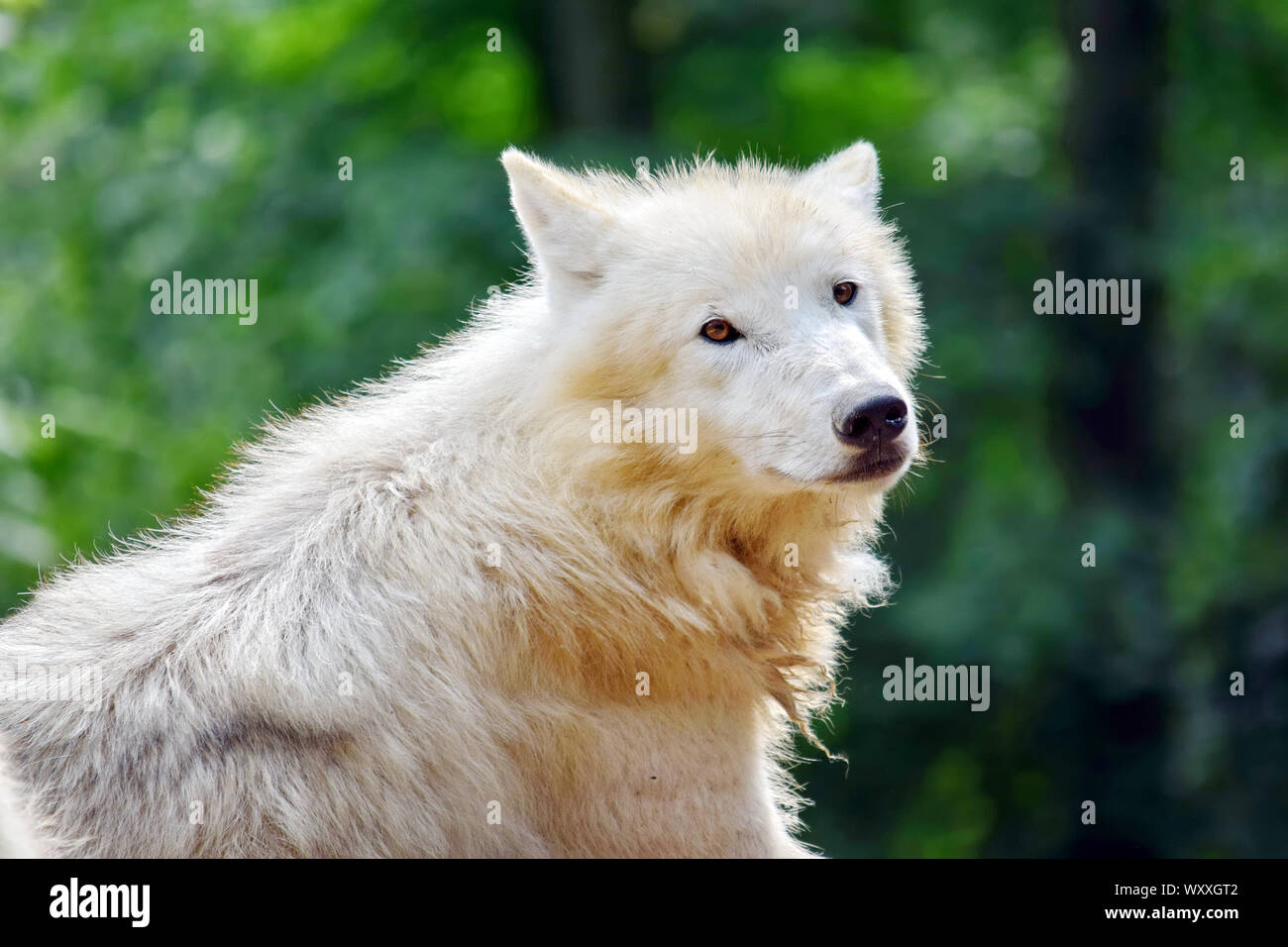 Beautiful Wolves With Blue Eyes