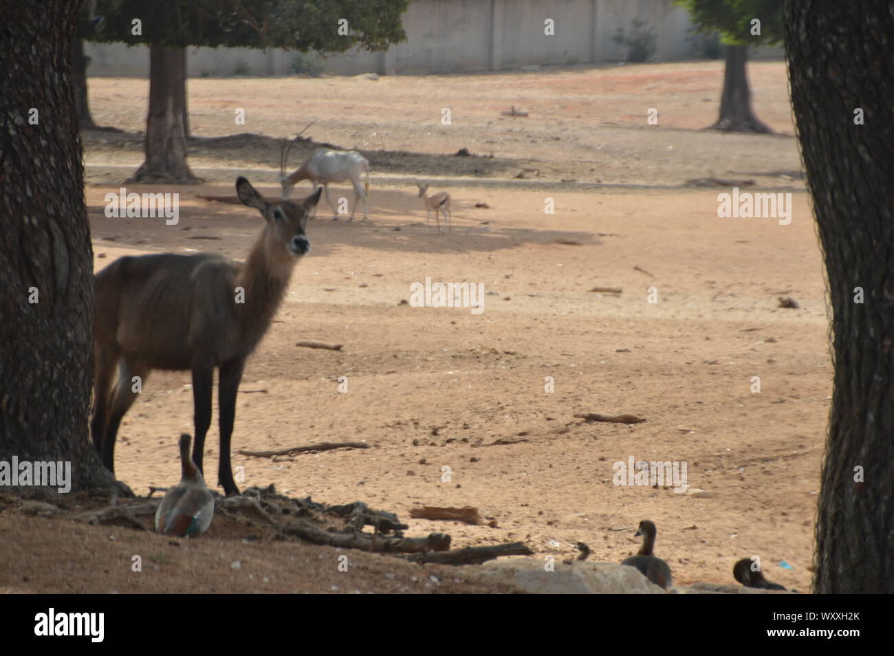 Safari in israel Stock Photo - Alamy