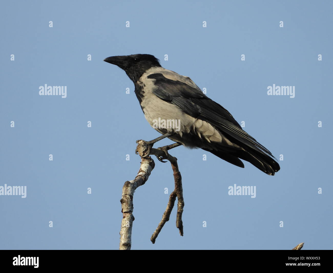 Grey Crow Beak High Resolution Stock Photography and Images - Alamy