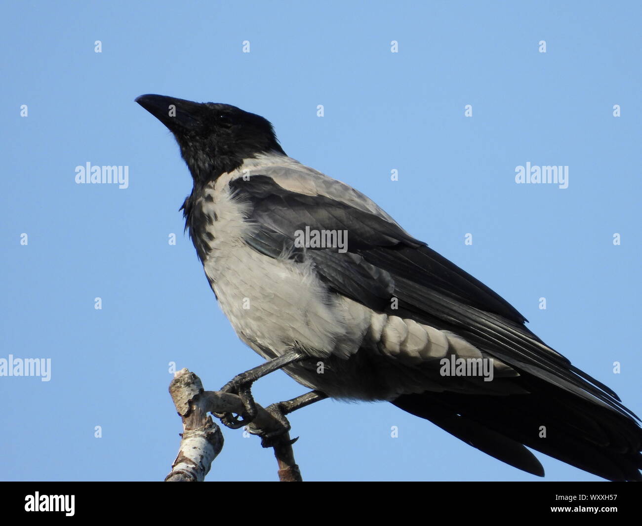 Grey Crow Beak High Resolution Stock Photography and Images - Alamy