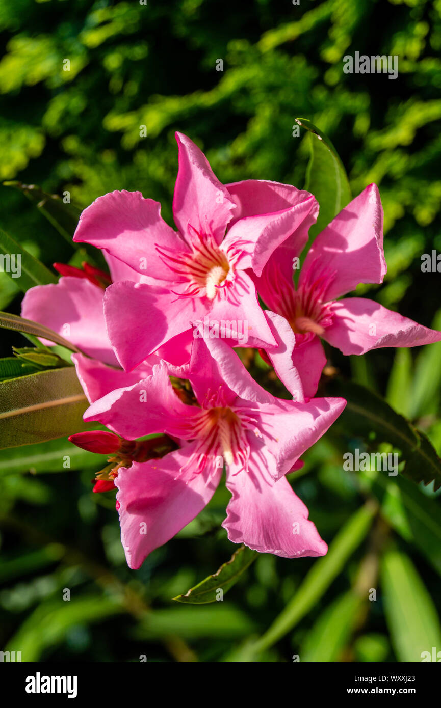 The toxic garden plant nerium Oleander apocynaceae Stock Photo - Alamy