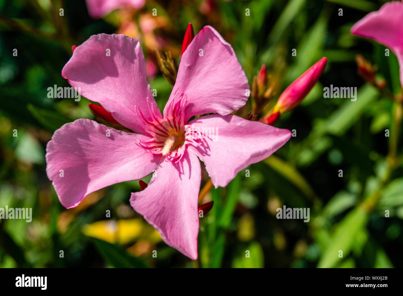 The toxic garden plant nerium Oleander apocynaceae Stock Photo - Alamy
