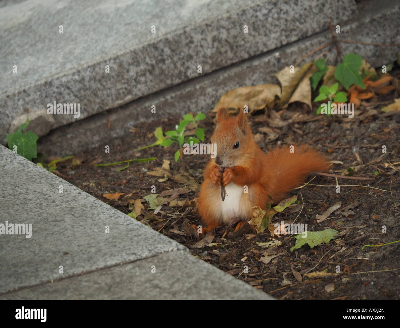 Mammal ground squirrel animal hi-res stock photography and images - Alamy