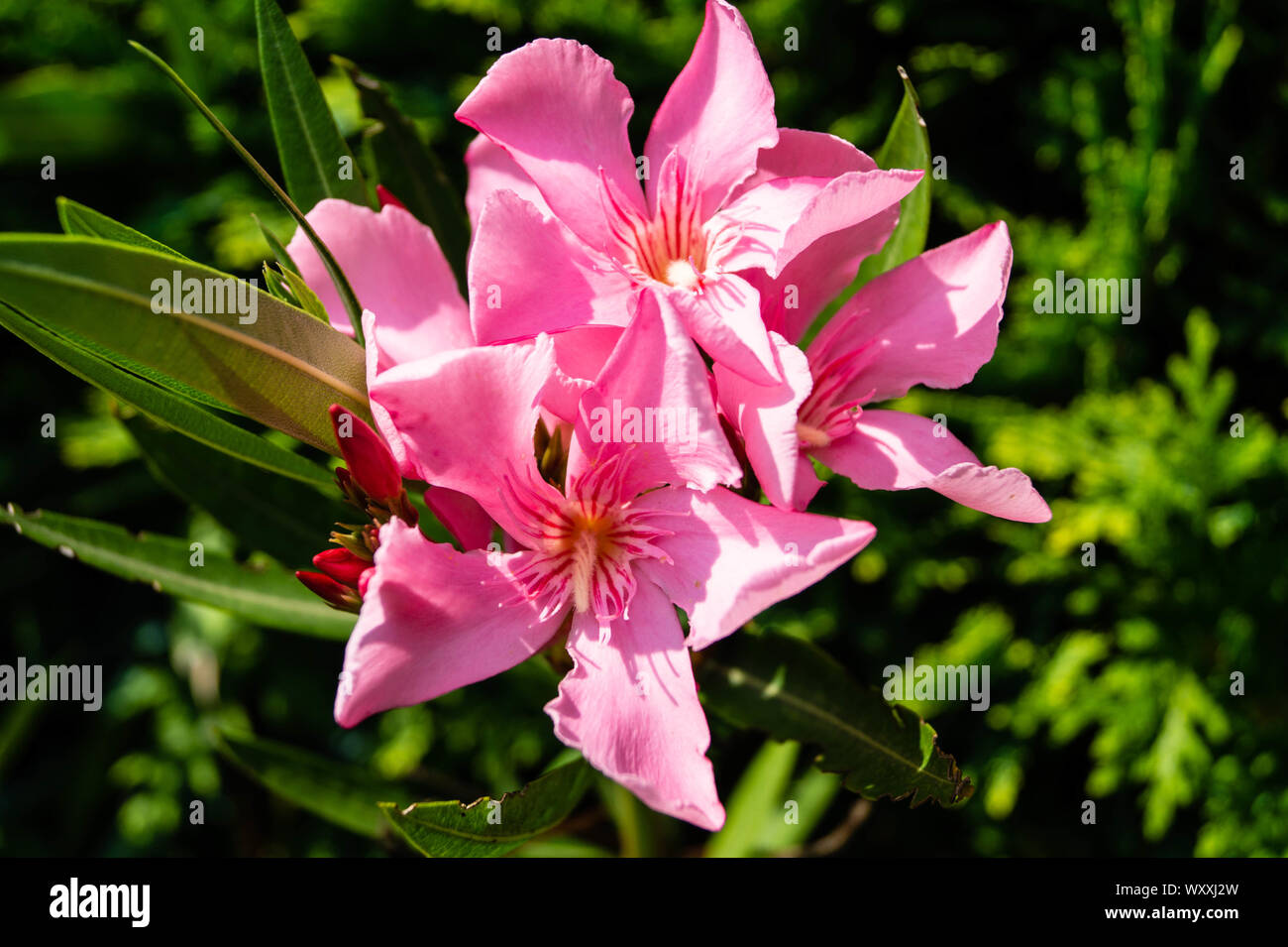 The toxic garden plant nerium Oleander apocynaceae Stock Photo - Alamy