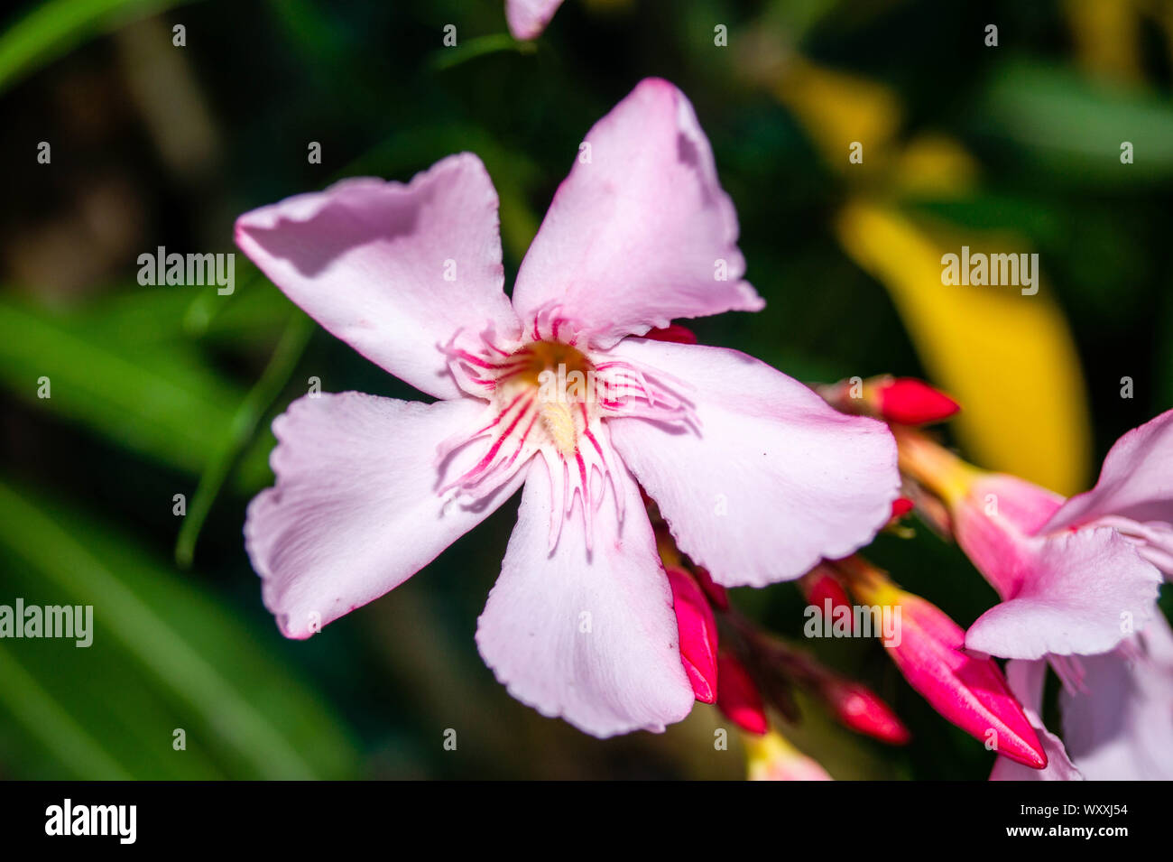 The toxic garden plant nerium Oleander apocynaceae Stock Photo - Alamy