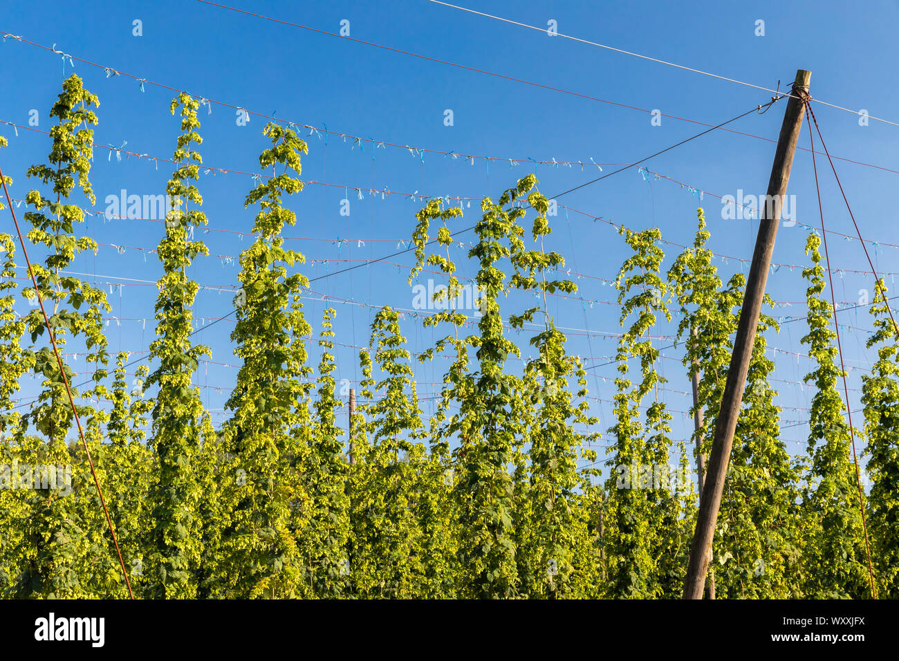 Hop field hi-res stock photography and images - Alamy
