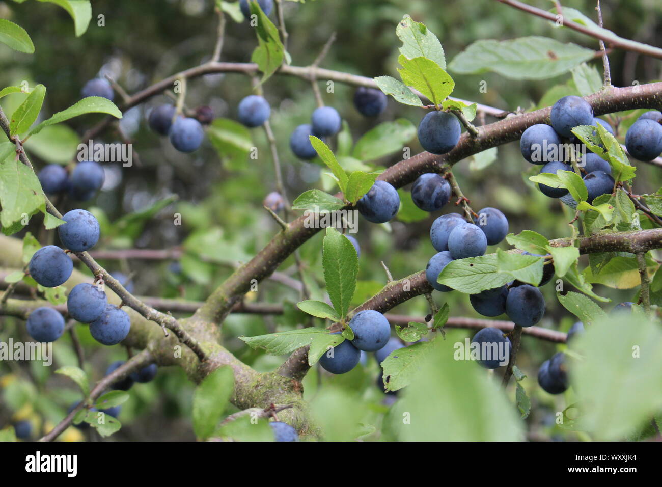Close up of Blackthorn berries or sloe prunus on a branch Stock Photo ...