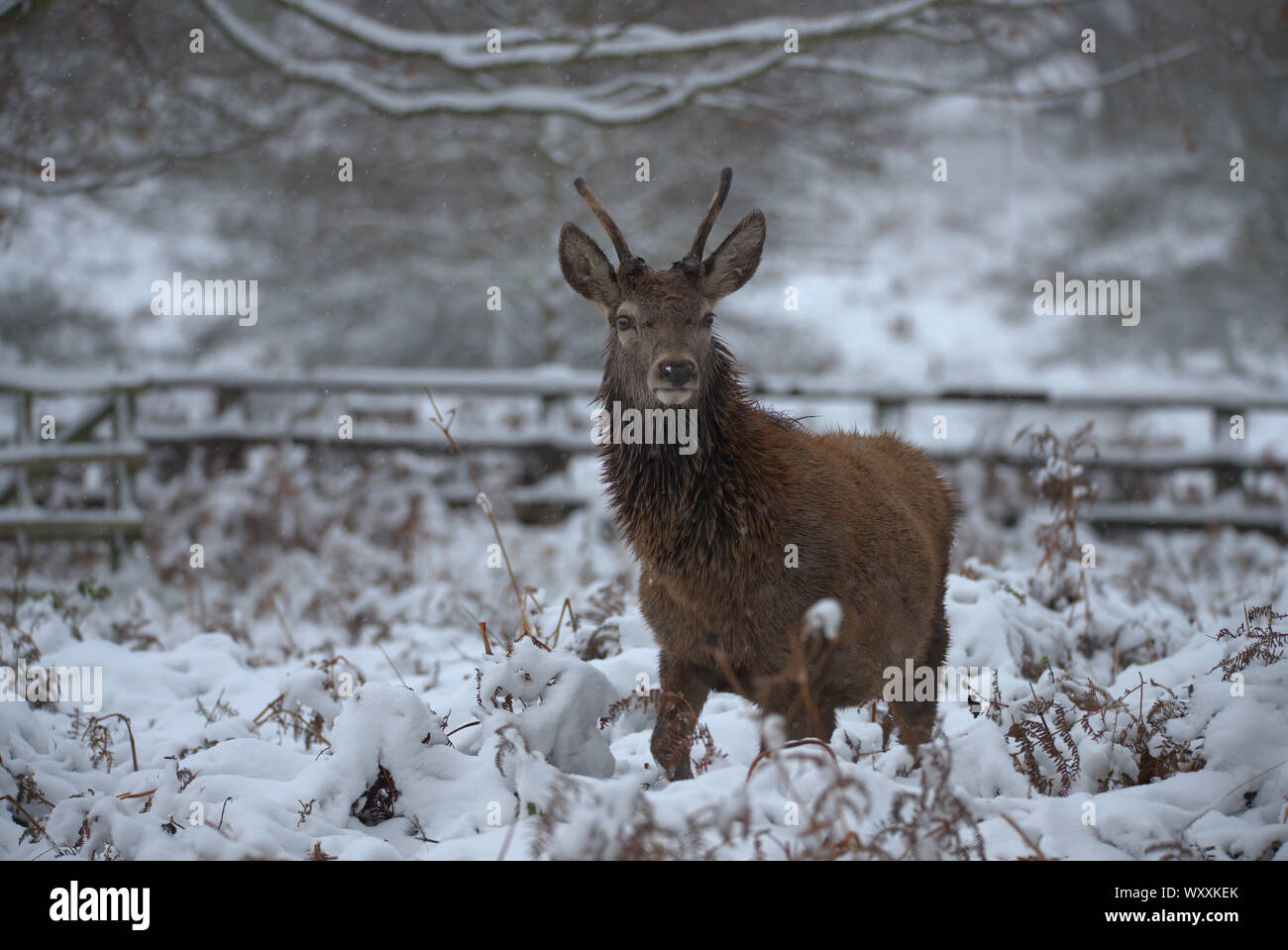 Young red deer in natural hi-res stock photography and images - Alamy