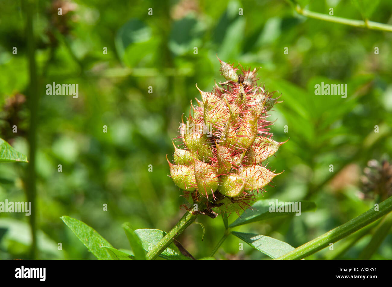 close-up of oblong fruit of glycyrrhiza glabra, the licorice shrub, a ...