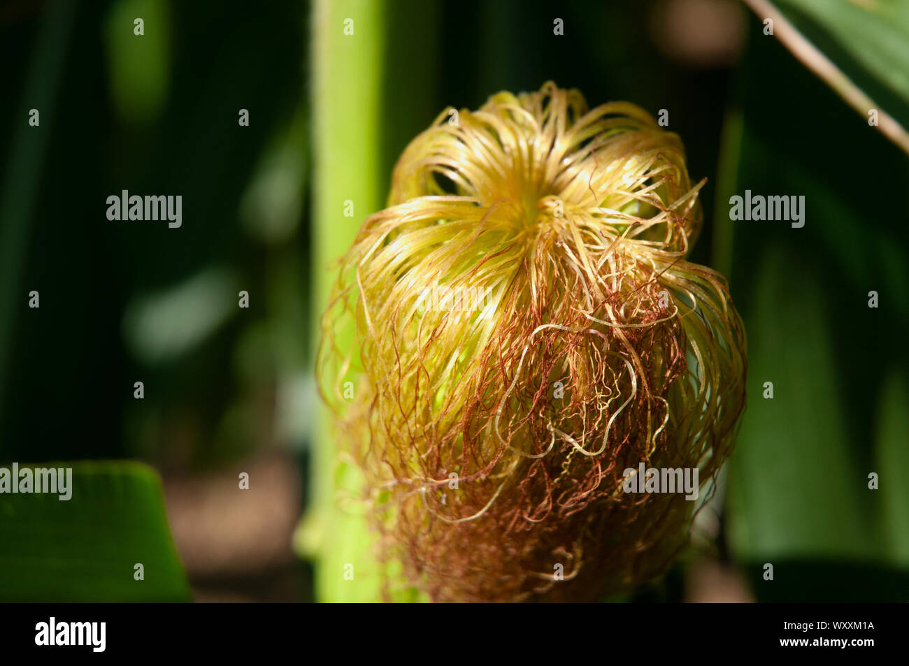 female inflorescence of a maize plant in field with silk on top Stock ...