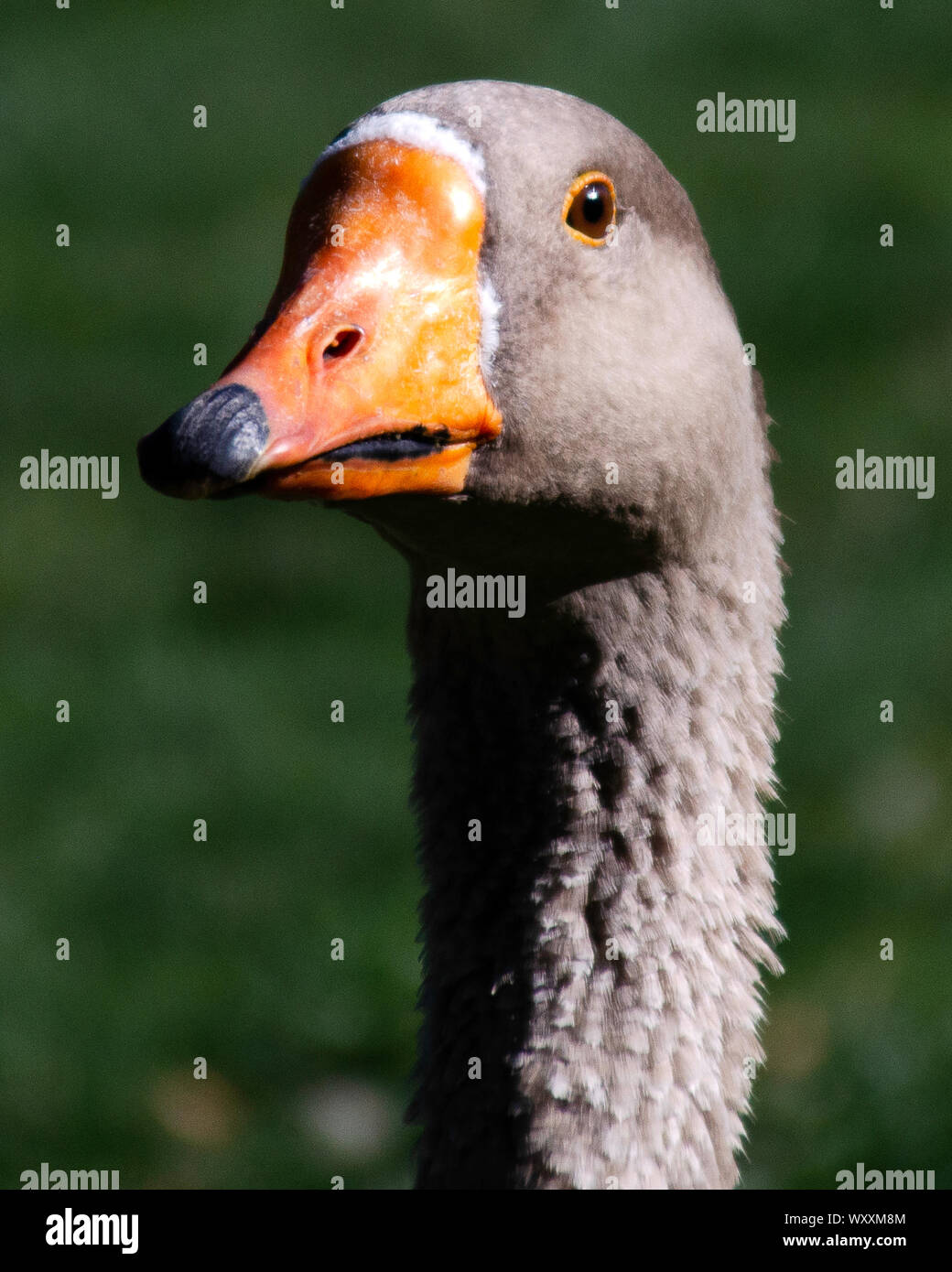 A Swan up close Stock Photo - Alamy
