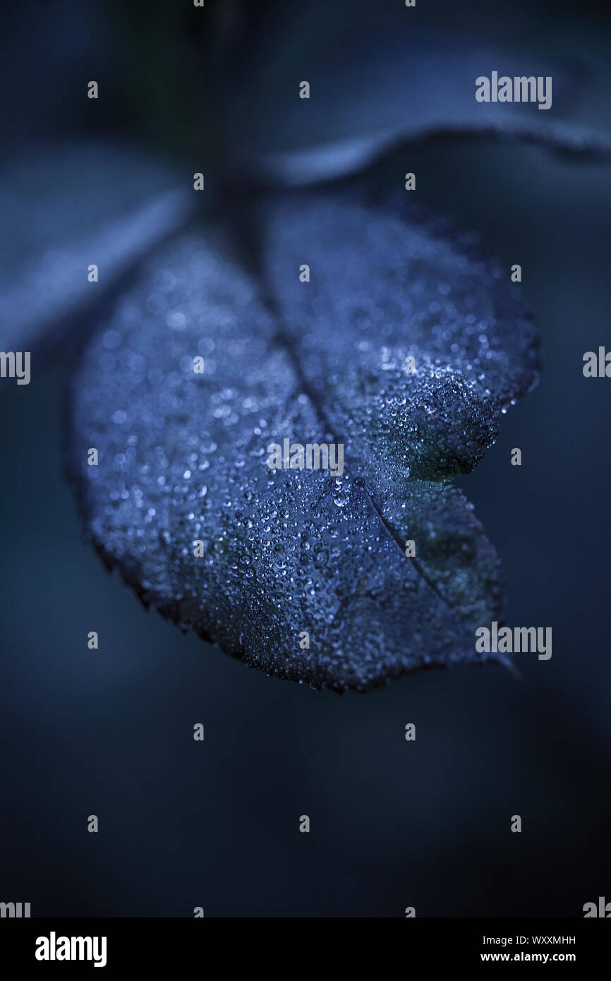 Dark blue leaf hi-res stock photography and images - Alamy