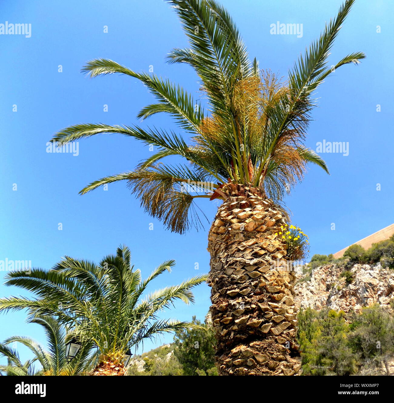 palm tree, tree, garden, water, cascade Stock Photo - Alamy
