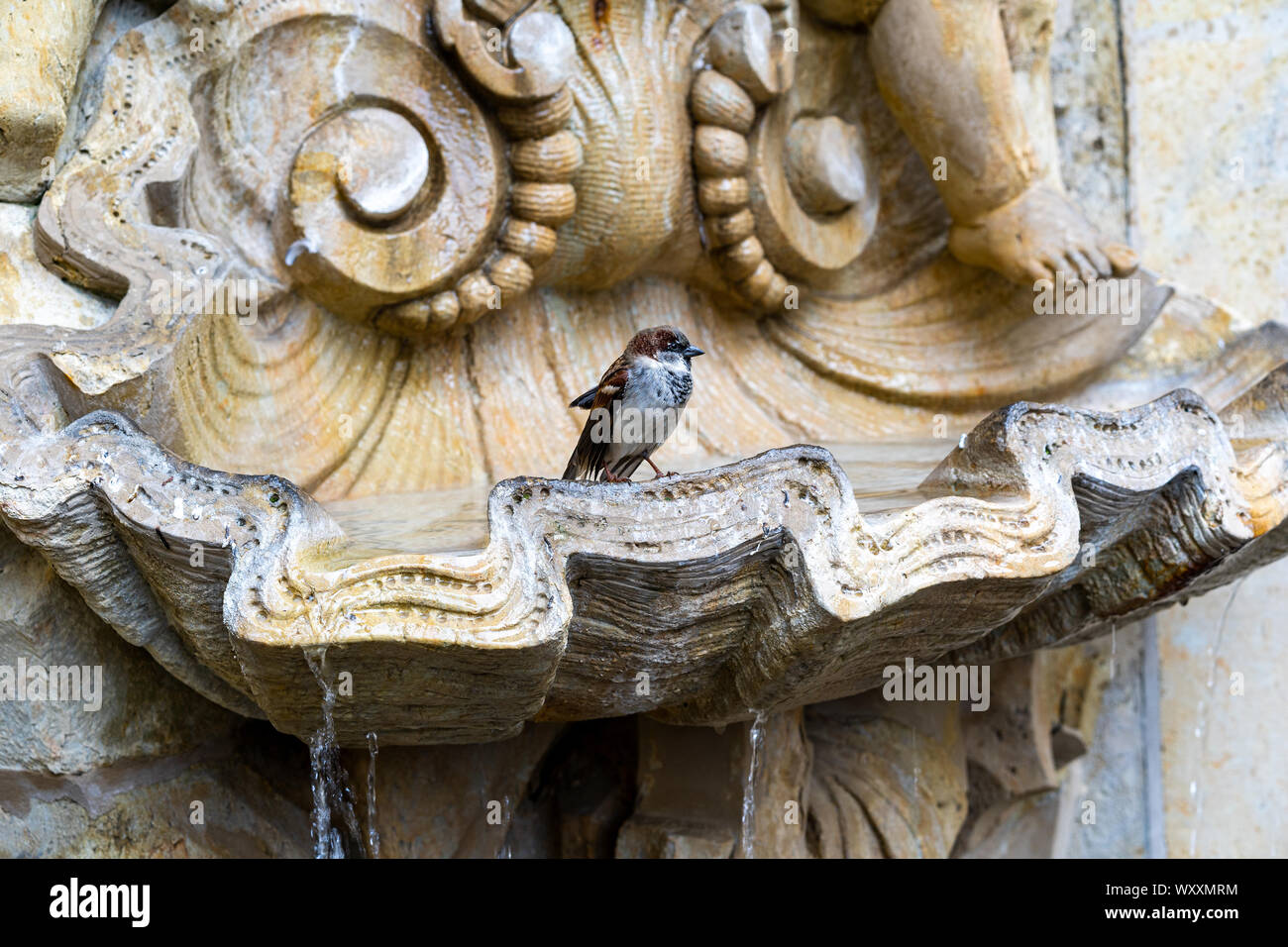 A sparrow sits in a well to wash itself Stock Photo - Alamy