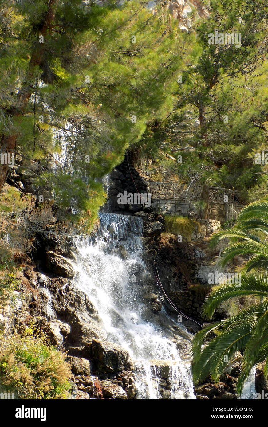 palm tree, tree, garden, water, cascade Stock Photo - Alamy