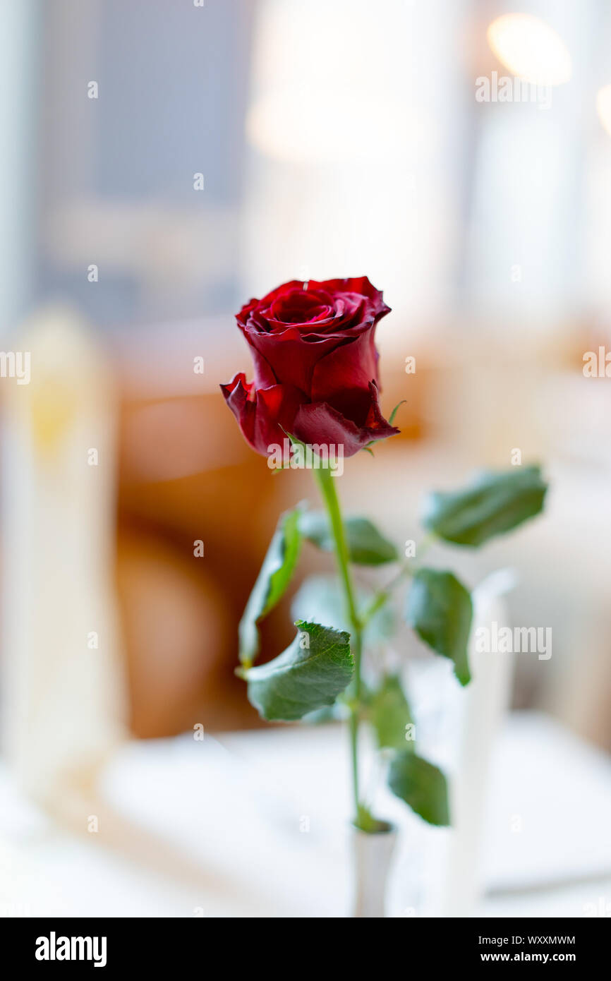 A red rose stands isolated from the background Stock Photo - Alamy