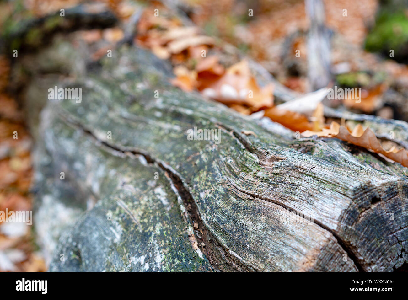 An old rotting log in a park during autumn with brown leaves Stock ...