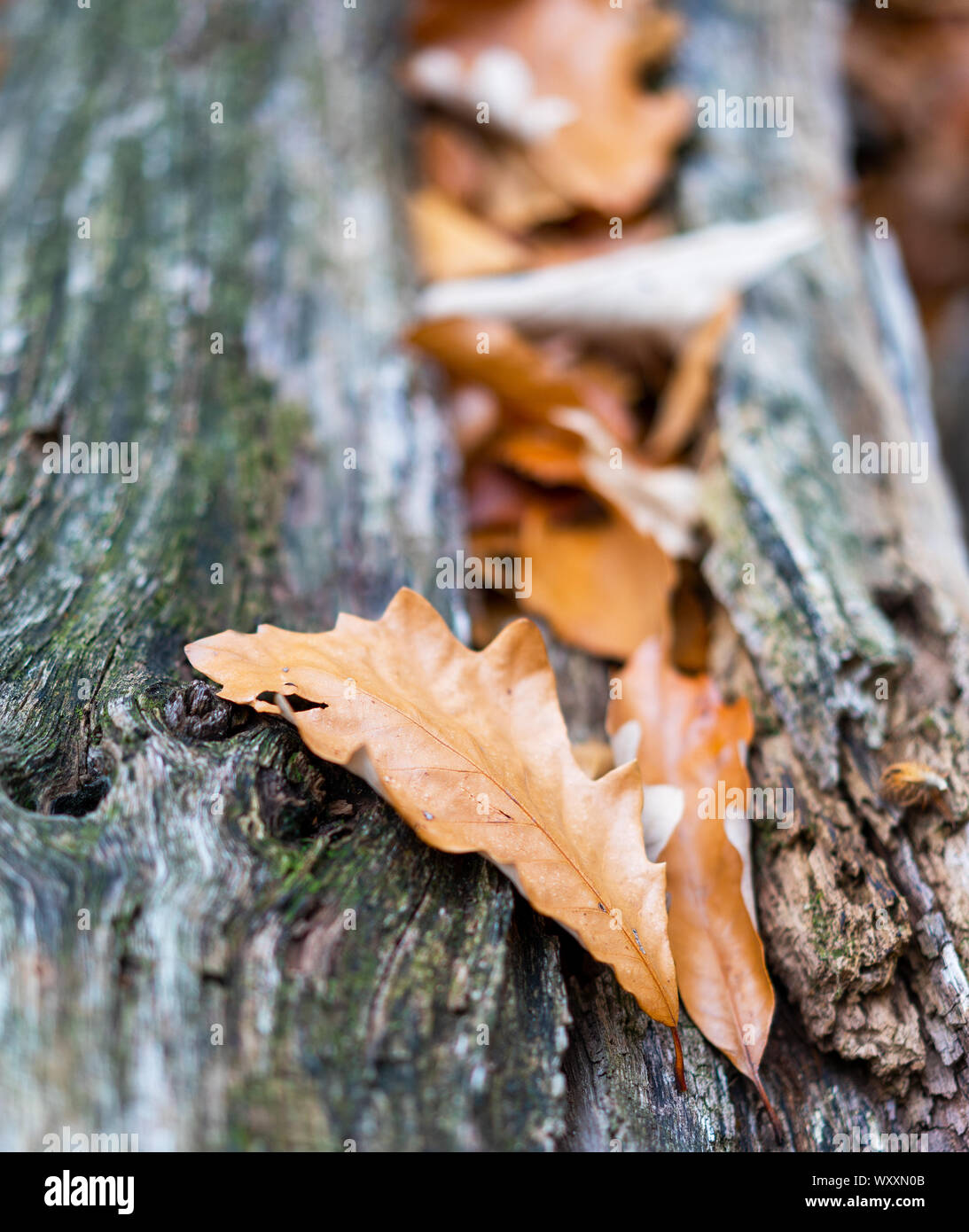 An old rotting log in a park during autumn with brown leaves Stock ...