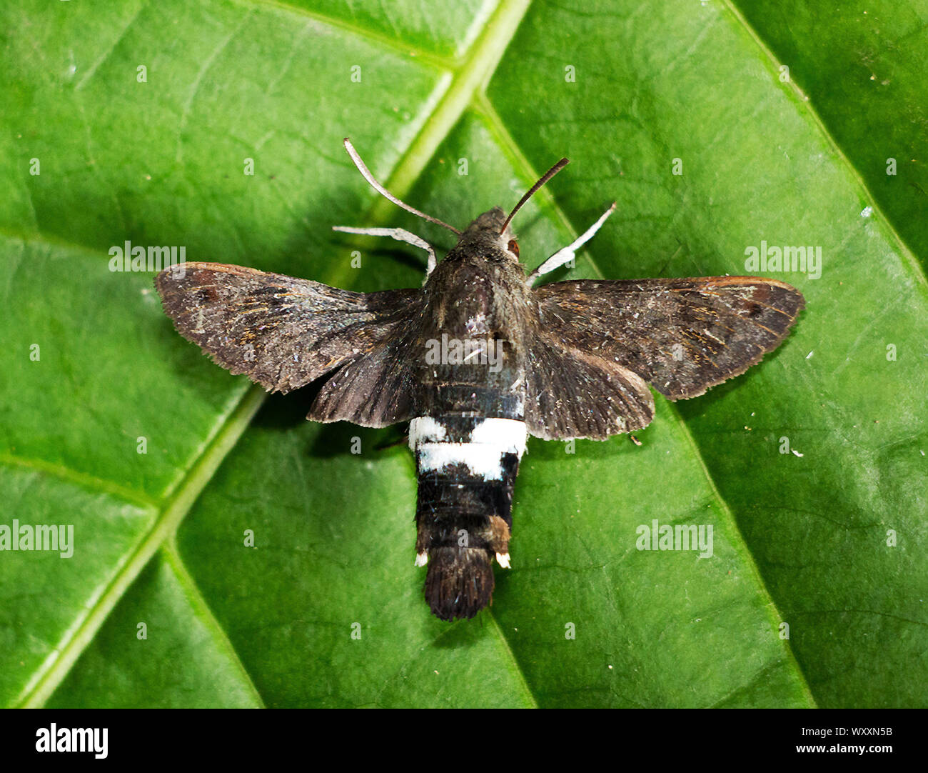 African hummingbird moth hi-res stock photography and images - Alamy