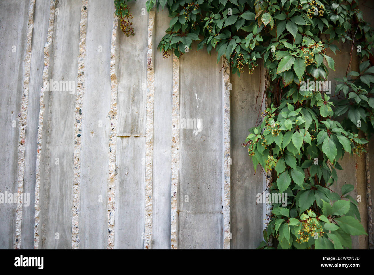 Contemporary Gray Concrete with crawling Vine Stock Photo - Alamy