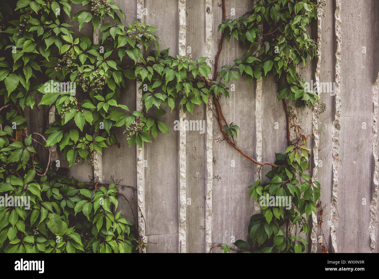 Crawling vine hi-res stock photography and images - Alamy