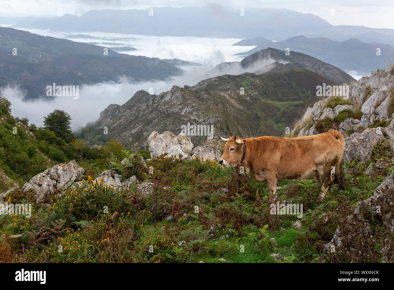 Beautiful cow resting at mountaing with distant clouds Stock Photo - Alamy