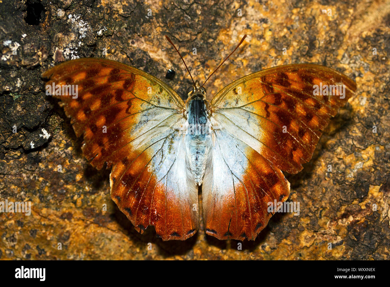The Pearl Charaxes is a common member of a subfamily noted for their ...
