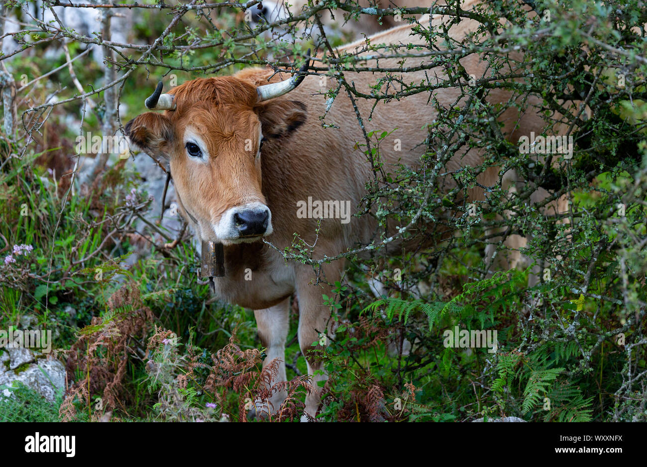 Beautiful cow hi-res stock photography and images - Alamy