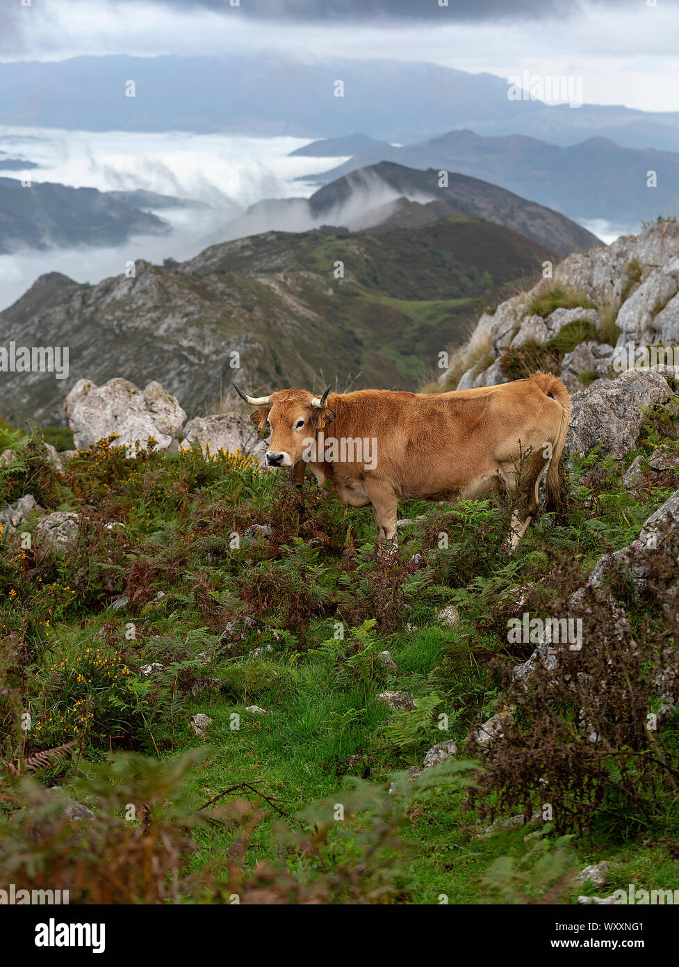 Beautiful cow resting at mountaing with distant clouds Stock Photo - Alamy