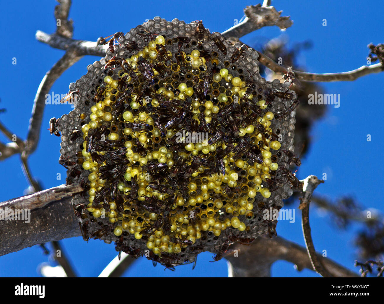 A colony of Polistes Paper Wasps guard the nest co-operatively to ...