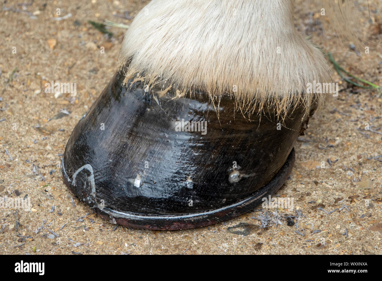 A shining clean horse's hoof after the application of hoof cream having ...