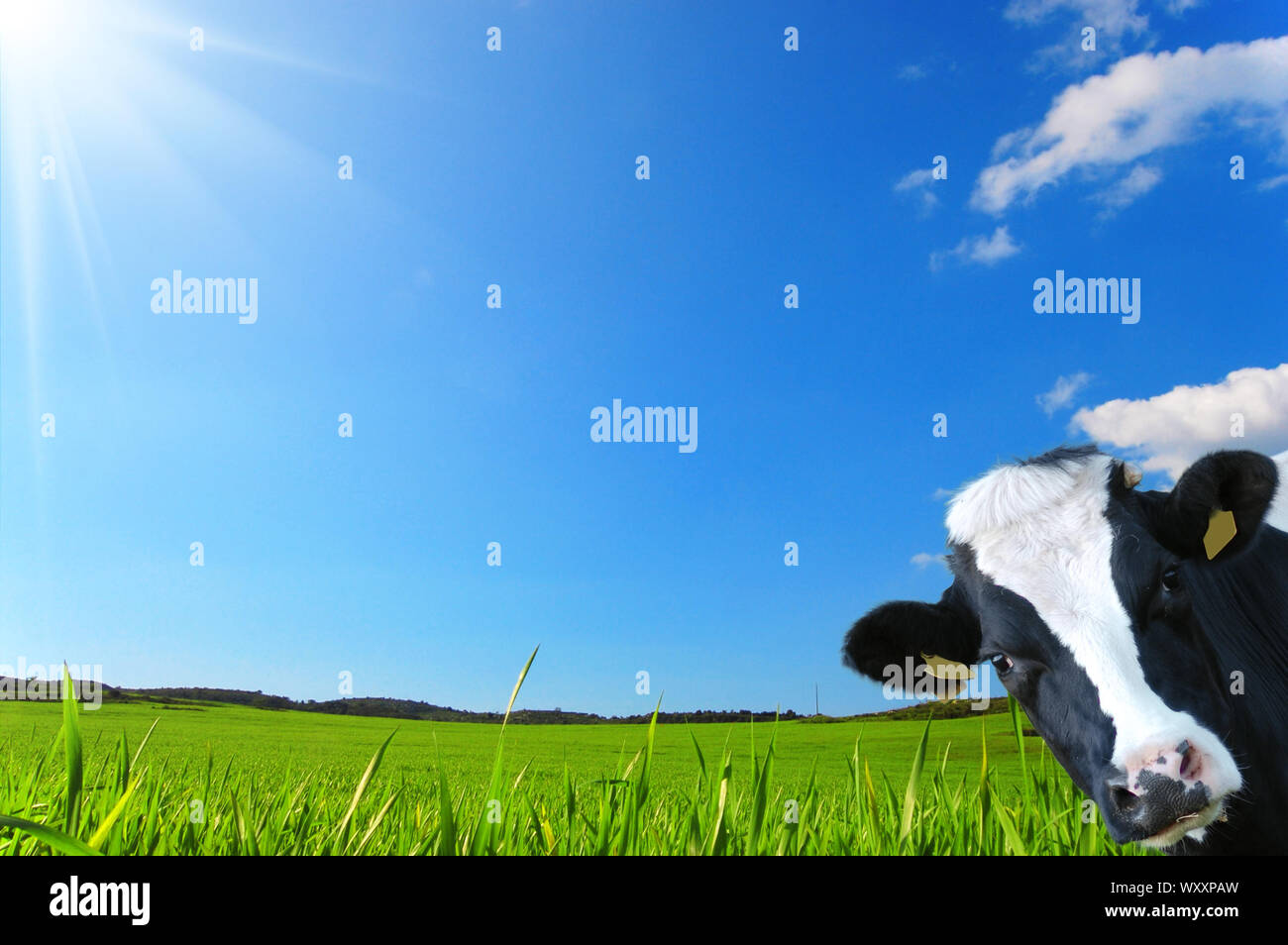 Witty cow, Dairy cow with prairie as background Stock Photo - Alamy
