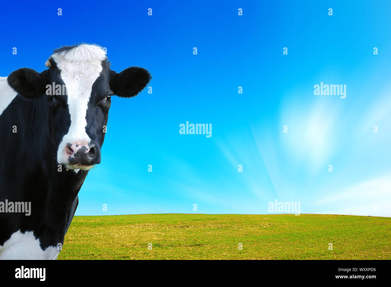 Witty cow, Dairy cow with prairie as background Stock Photo - Alamy