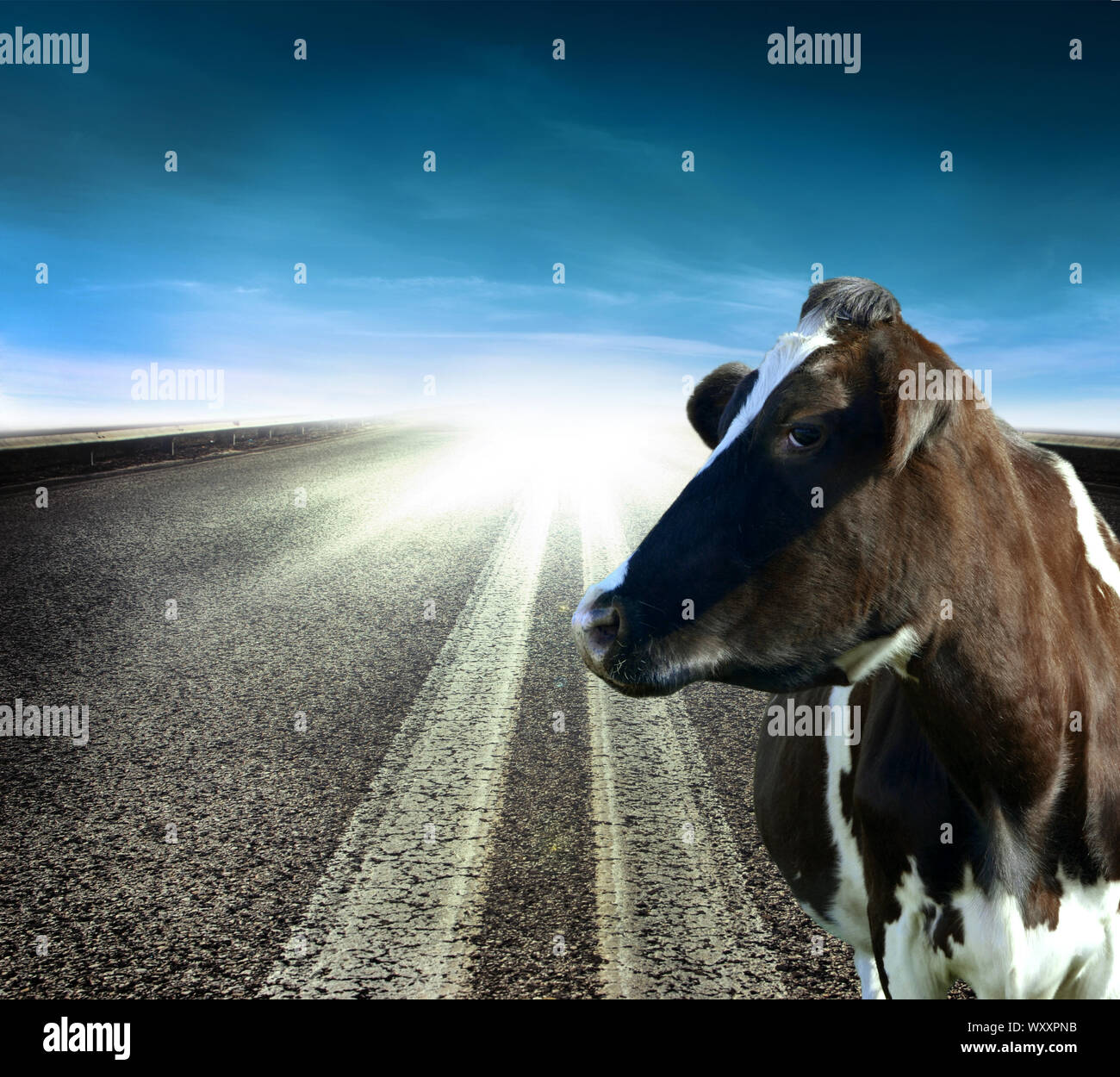 Holstein cattle on road hi-res stock photography and images - Alamy